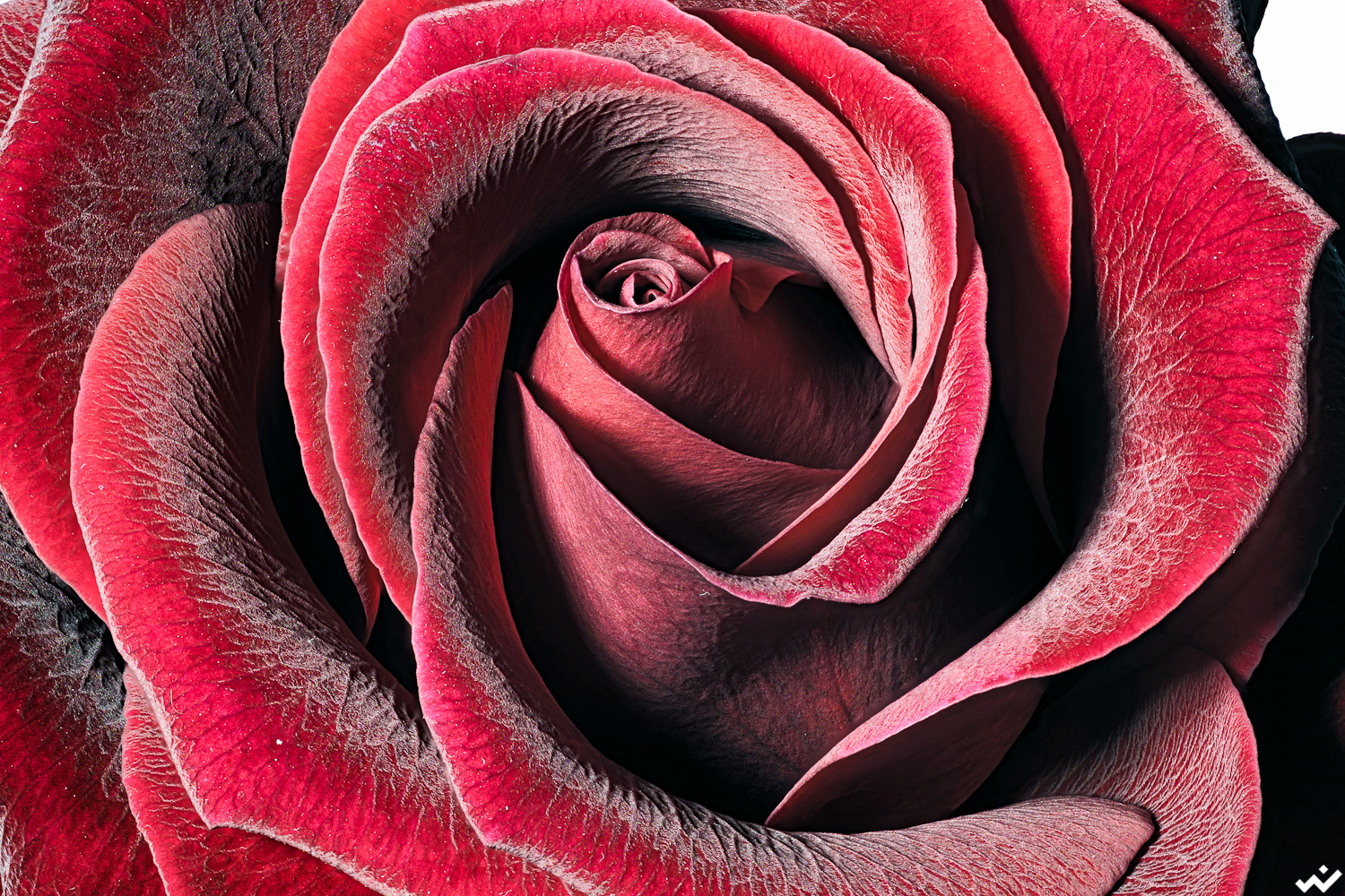 Two Roses | Red Dot Forum